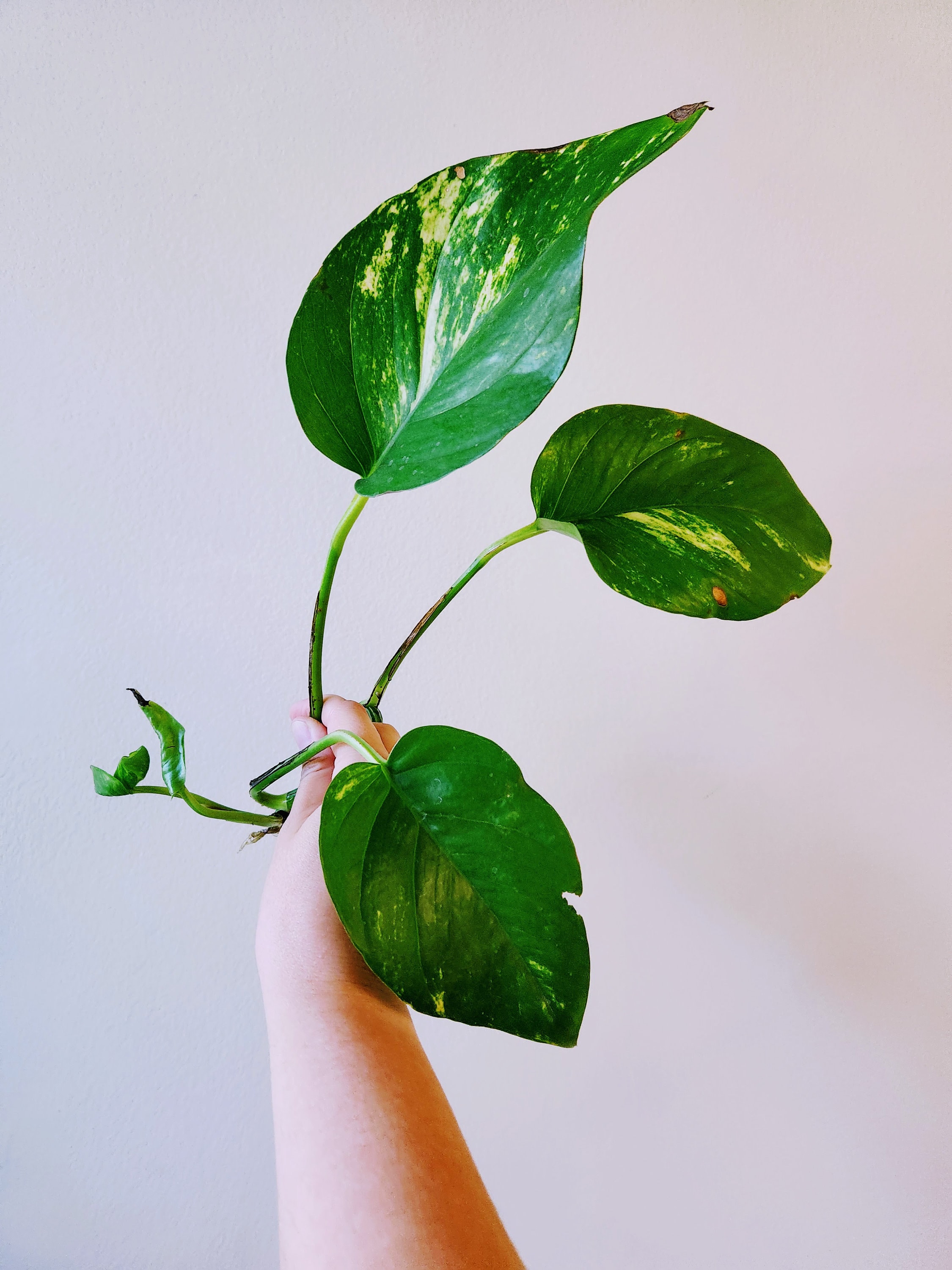 Large Giant Golden Pothos ROOTED CUTTING AKA Epipremnum - Etsy