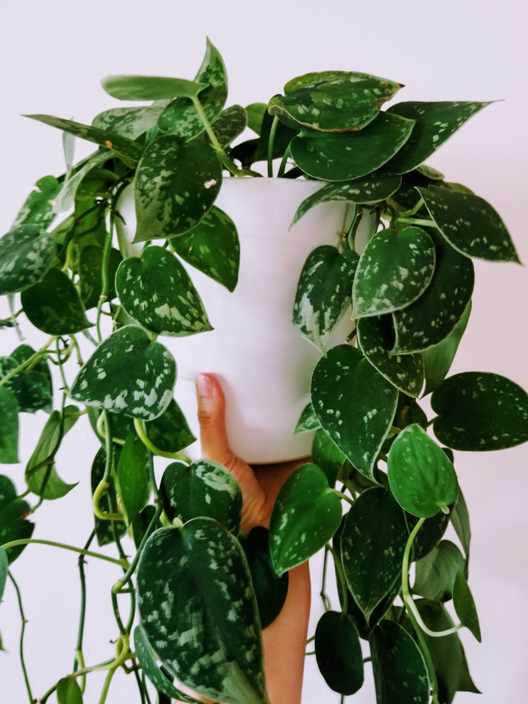 Rare Silver Satin Pothos 'scindapsus Pictus Argyraeus' Indoor Vine ...