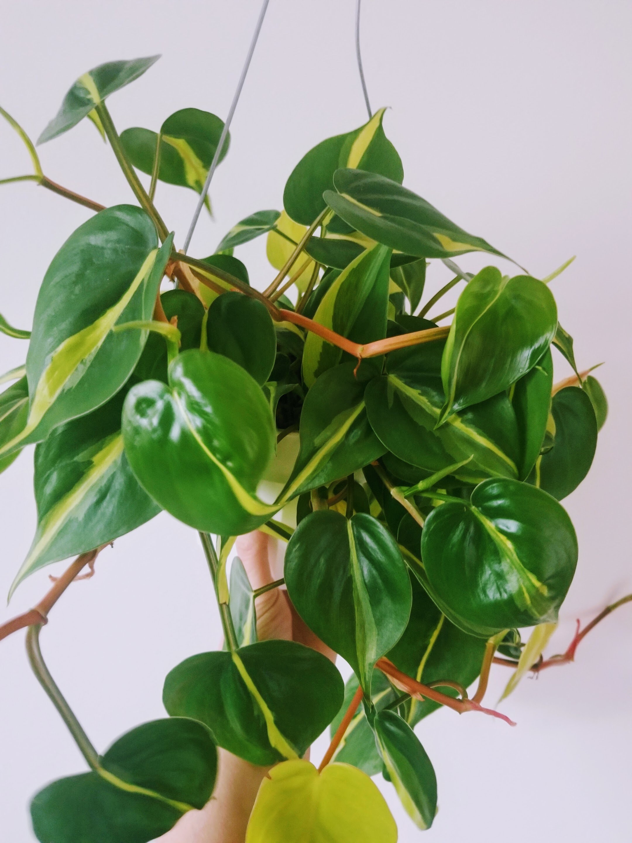 Rare Brazil Philodendron CUTTING (rooted or Unrooted) - Etsy