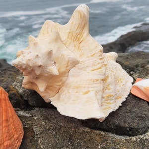 Gorgeous Large 8 Inch Striped Gold Color Conch Shell, With Colors of ...