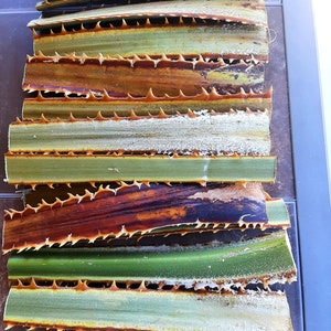 Palm Tree Branch, Saw Tooth Branch, Palm Wood for Crafting. Wood Stalk ...