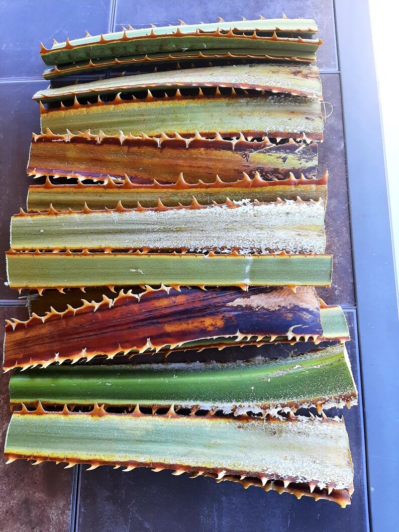 Palm Tree Branch, Saw Tooth Branch, Palm Wood for Crafting. Wood Stalk ...