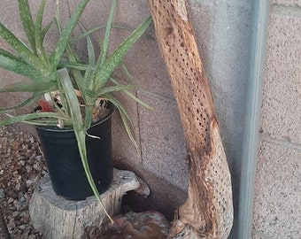 Cactus Skeleton,tight Weave Natural Wood Decor, Desert Hide Branch ...