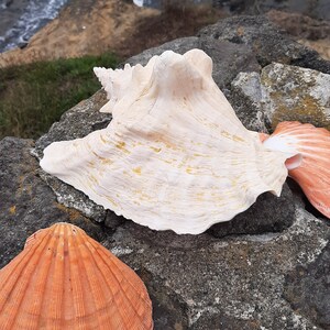 Gorgeous Large 8 Inch Striped Gold Color Conch Shell, With Colors of ...