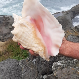Gorgeous Large 8 Inch Striped Gold Color Conch Shell, With Colors of ...