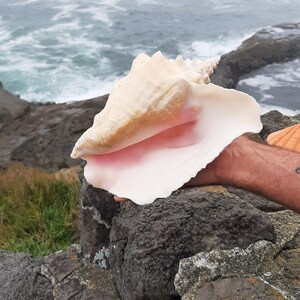 Gorgeous Large 8 Inch Striped Gold Color Conch Shell, With Colors of ...
