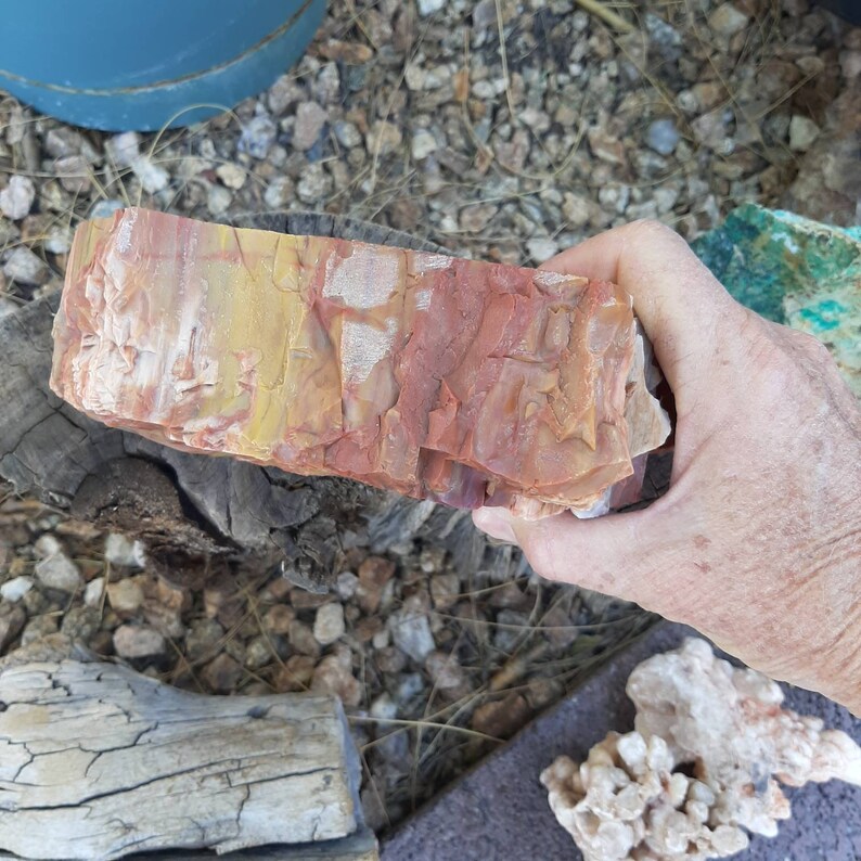 Home & Living Home Décor lapidary petrified wood display some bark on ...