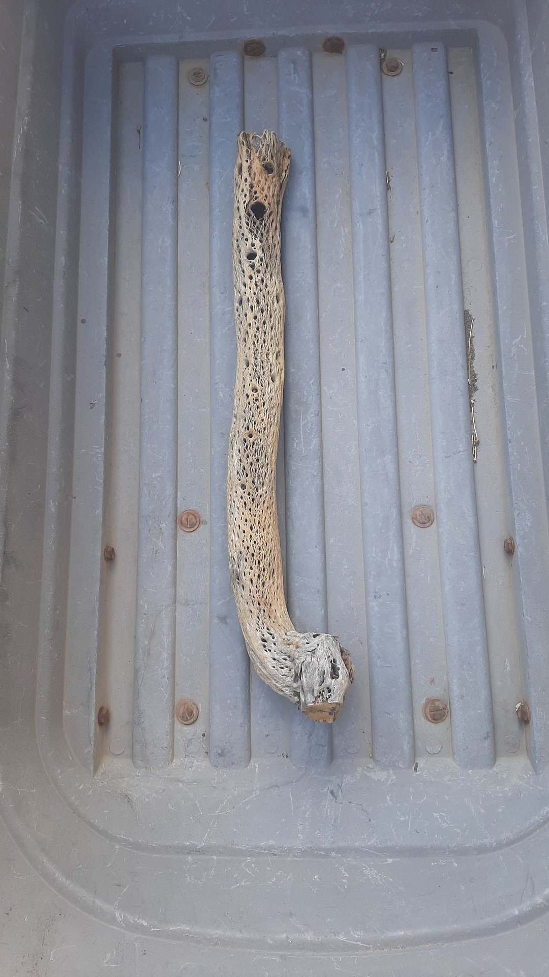 Knobby Cactus Skeleton,natural Wood Decor, 24 "desert Hide Branch With ...