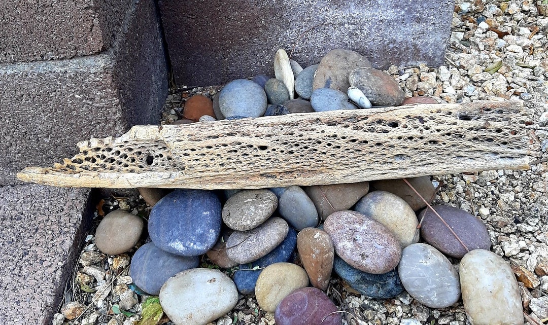 Cactus Skeleton,natural Wood Decor, Desert Hide Branch, Terrarium ...