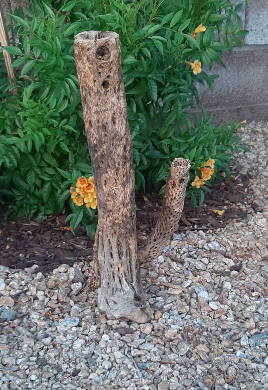 17cactus Skeleton,natural Wood Decor, Desert Hide Stump, Terrarium ...