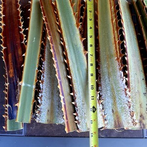 Palm Tree Branch, Saw Tooth Branch, Palm Wood for Crafting. Wood Stalk ...