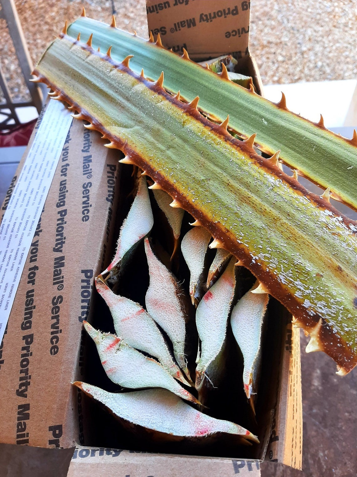 Palm Tree Branch, Saw Tooth Branch, Palm Wood for Crafting. Wood Stalk ...