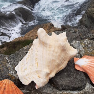 Gorgeous Large 8 Inch Striped Gold Color Conch Shell, With Colors of ...