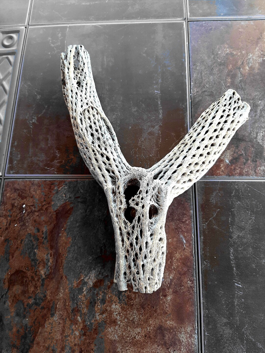 Cactus Skeleton,natural Wood Decor, Desert Hide Branch, Terrarium ...