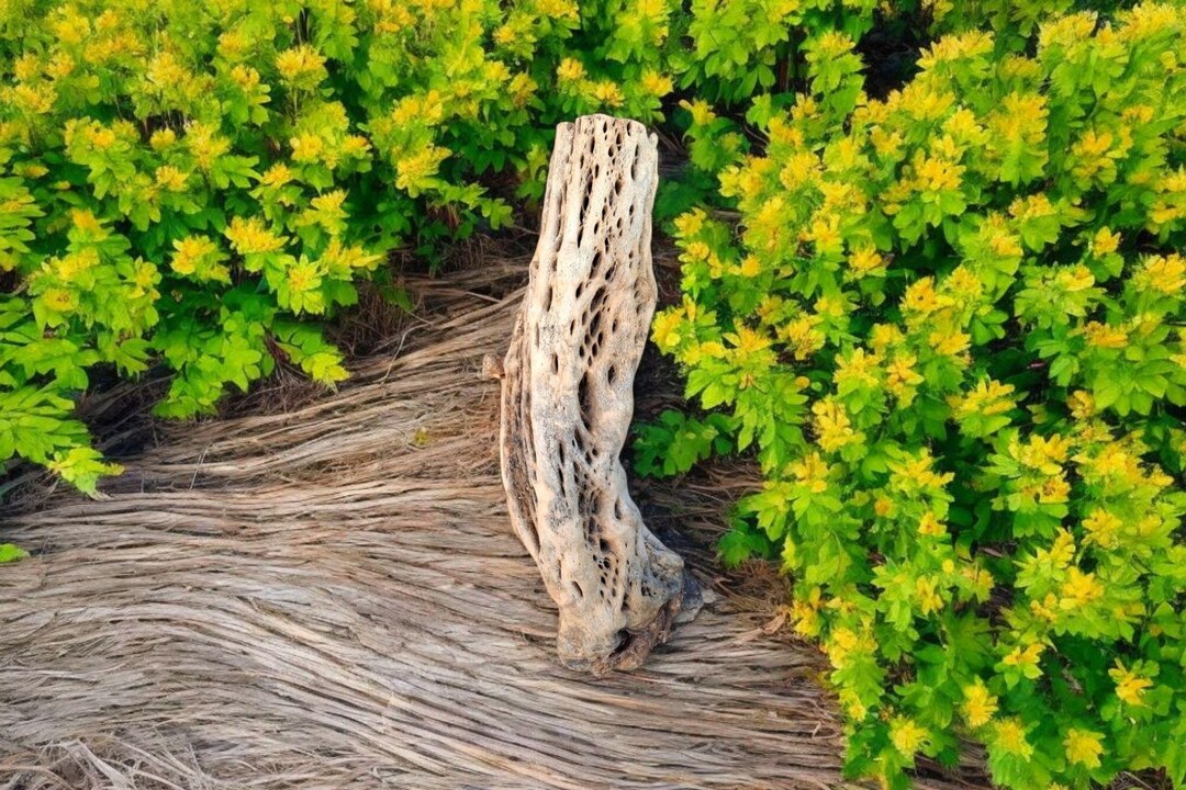 17" Cholla Thick Cactus Branch: Thick Vein Skeleton for Aquarium or ...