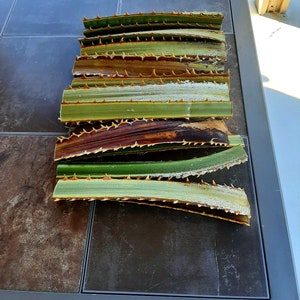 Palm Tree Branch, Saw Tooth Branch, Palm Wood for Crafting. Wood Stalk ...