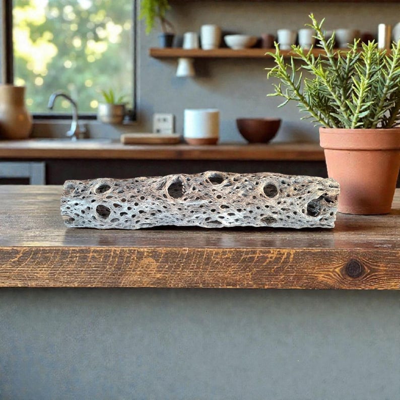 12 ""cholla Cactus Branch: Dried Wood for Crafting or Terrarium. - Etsy