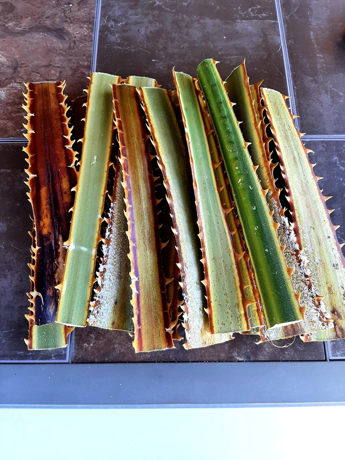 Palm Tree Branch, Saw Tooth Branch, Palm Wood for Crafting. Wood Stalk ...