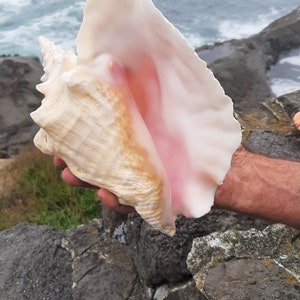 Gorgeous Large 8 Inch Striped Gold Color Conch Shell, With Colors of ...
