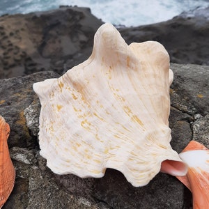 Gorgeous Large 8 Inch Striped Gold Color Conch Shell, With Colors of ...