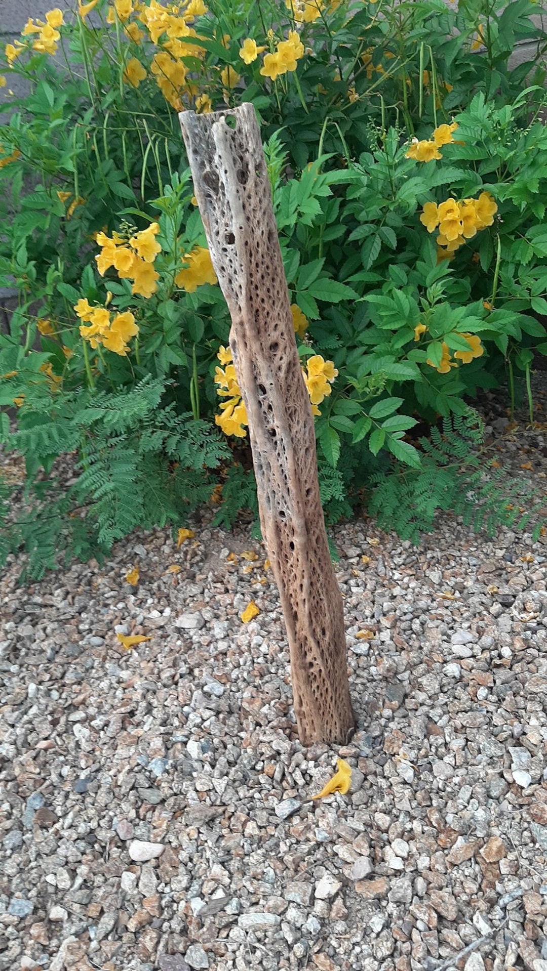 Dried Cactus Skeleton,natural 24" Wood Decor, Desert Hide Branch ...
