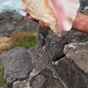 Gorgeous Large 8 Inch Striped Gold Color Conch Shell, With Colors of ...