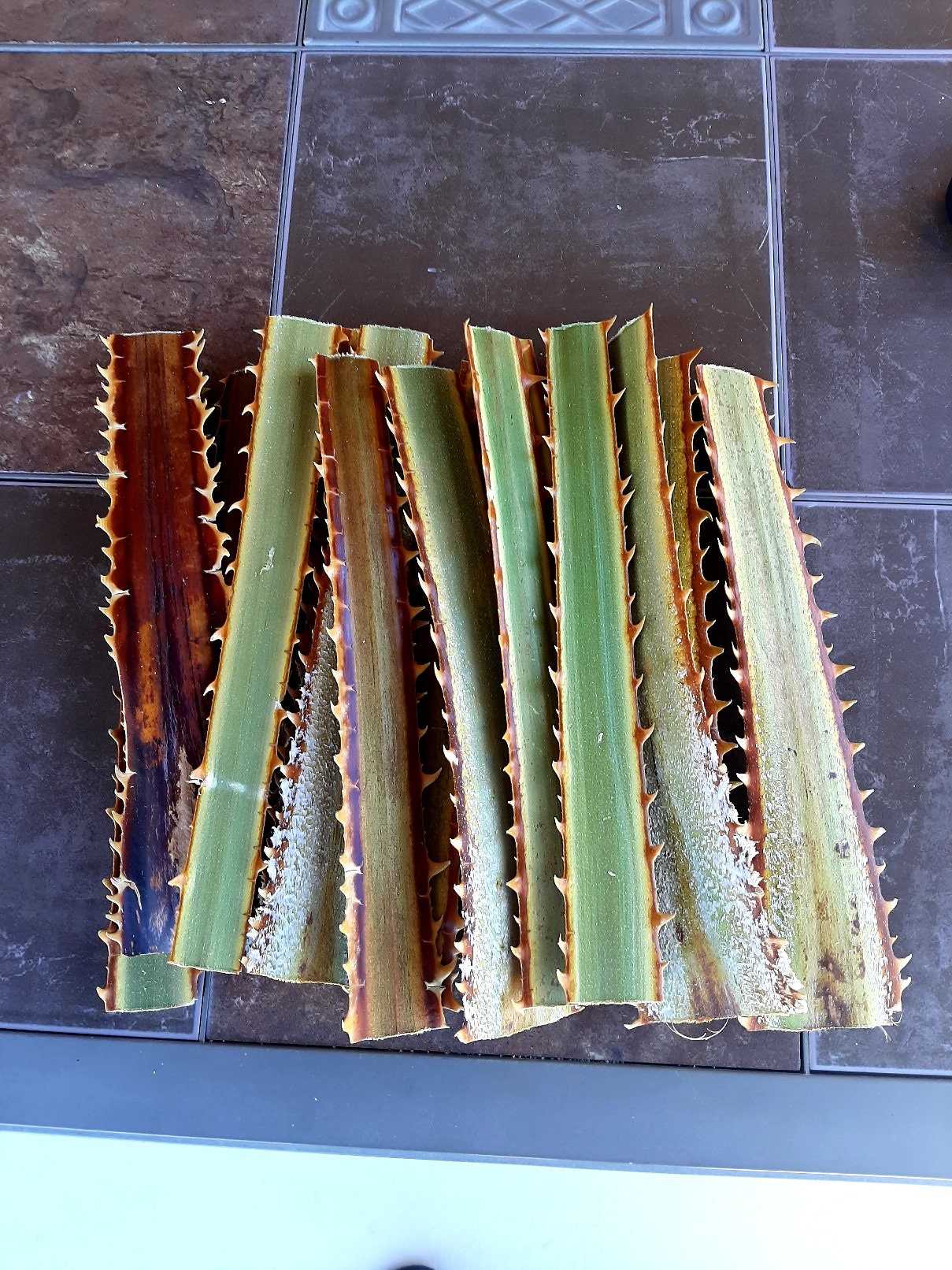 Palm Tree Branch, Saw Tooth Branch, Palm Wood for Crafting. Wood Stalk ...