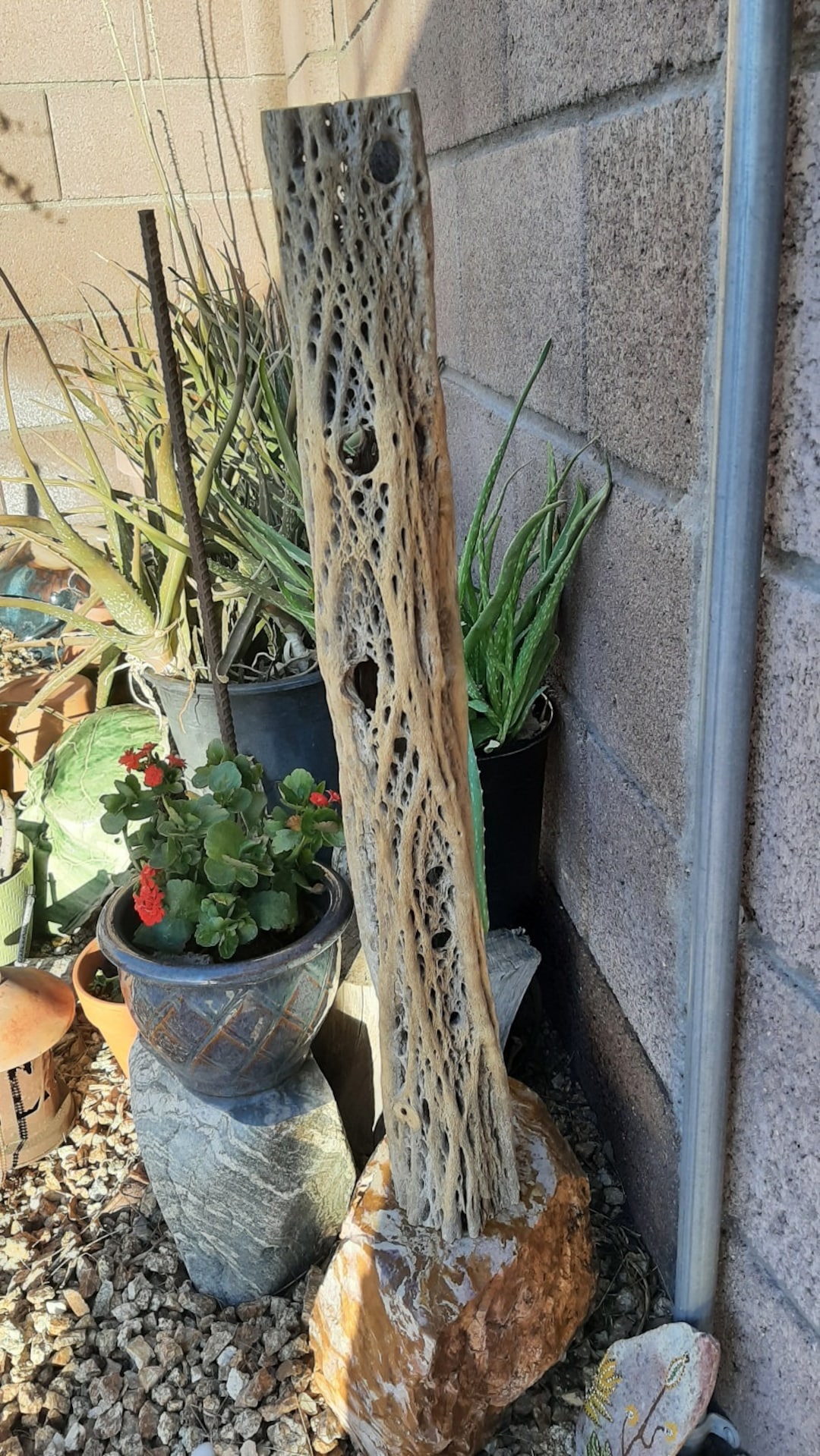 24" Old Cactus Skeleton,natural Wood Decor, Desert Hide Branch ...