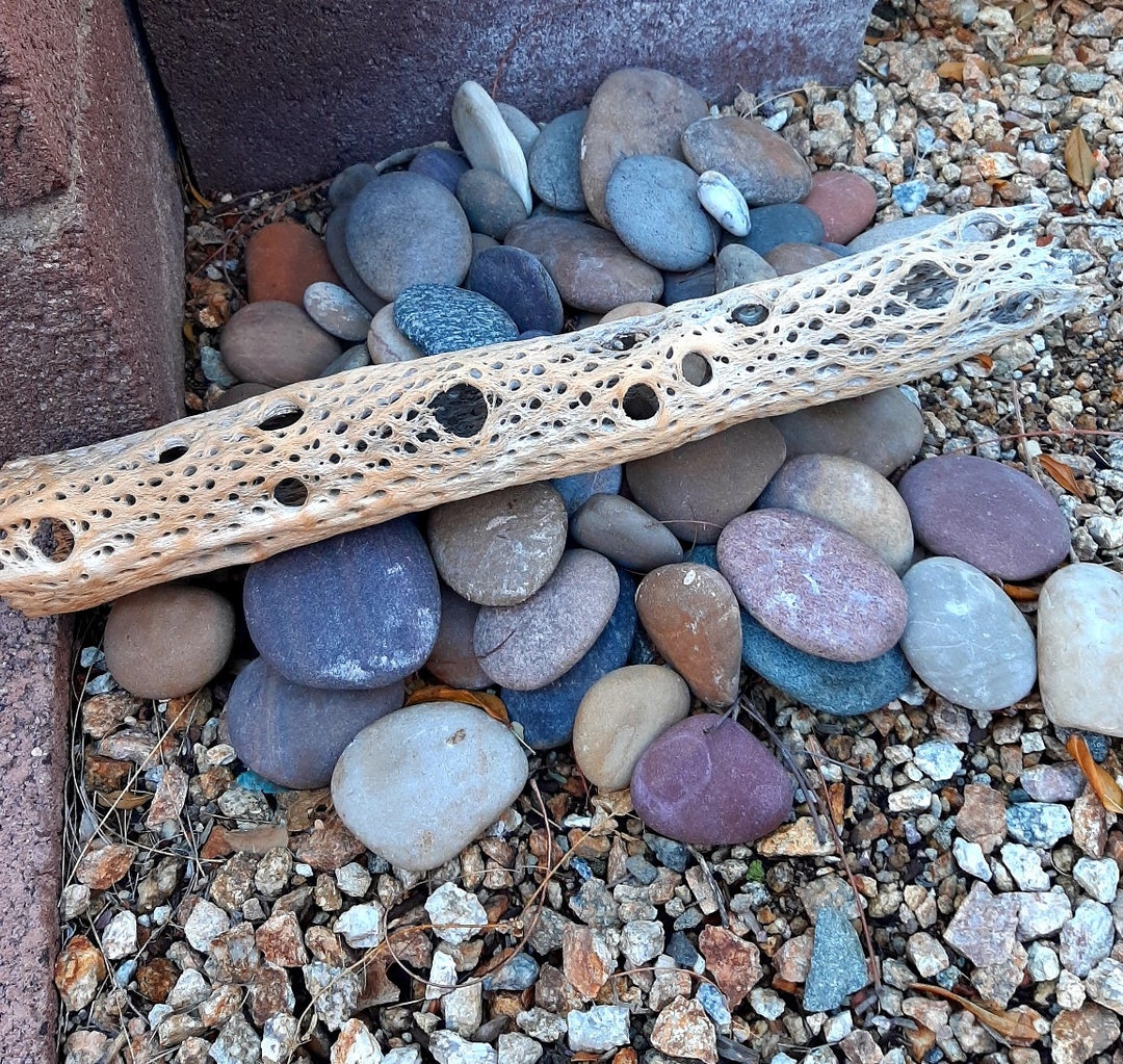 Cactus Cholla Skeleton,natural Wood Decor, Desert Branch, Terrarium ...