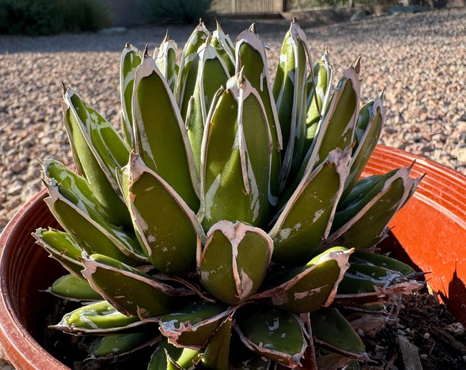 Queen Victoria Agave | Agave Victoriae Reginae | as Shown | Live Plant ...