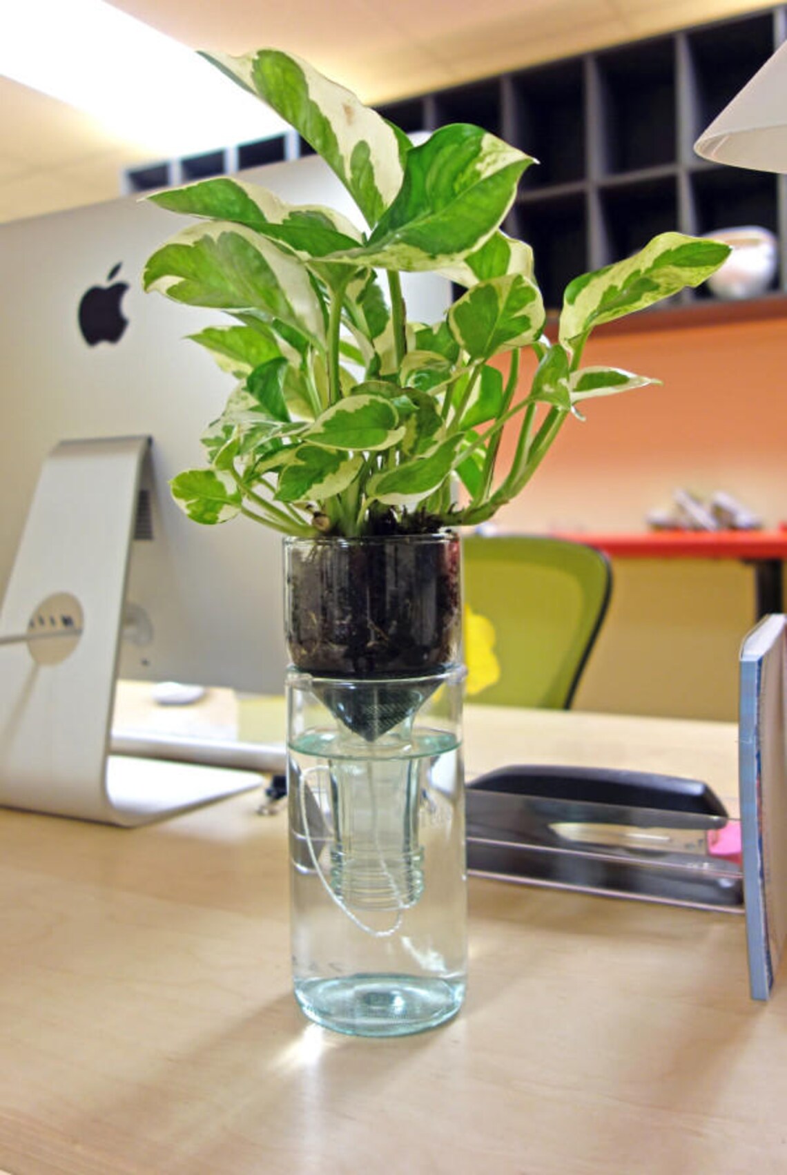 Hydroponic Garden in Glass Bottle | Wine Gift Bottle Planter Pot ...