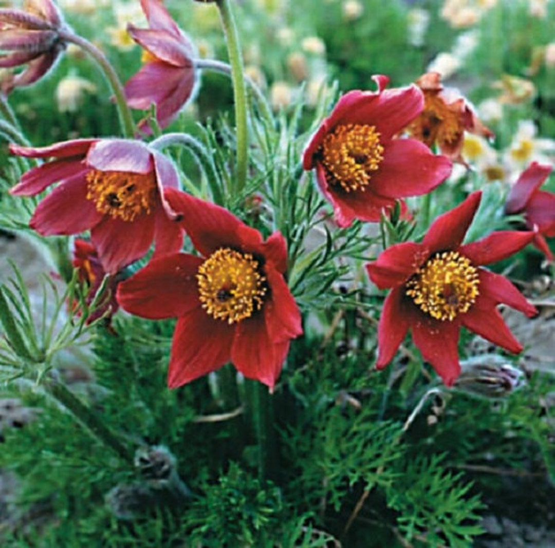 20+ Red Pulsatilla (pasque) / Flower Seeds - Etsy