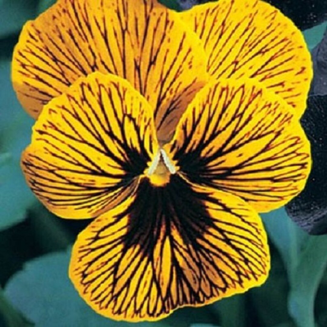 30+ Viola Angel Tiger Eye / Perennial / Flower Seeds. - Etsy