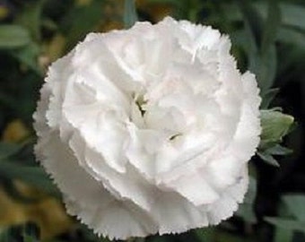 30 Raspberry Ripple Carnation Flower Seeds / Perennial / Dianthus - Etsy
