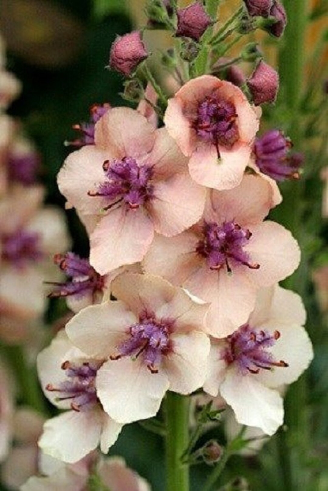 50+ Verbascum Antique Rose / Deer Resistant / Perennial / Flower Seeds ...