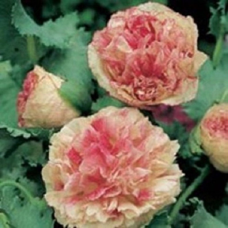 50 Poppy Flemish Antique / Bi-color / Papaver / Perennial / - Etsy