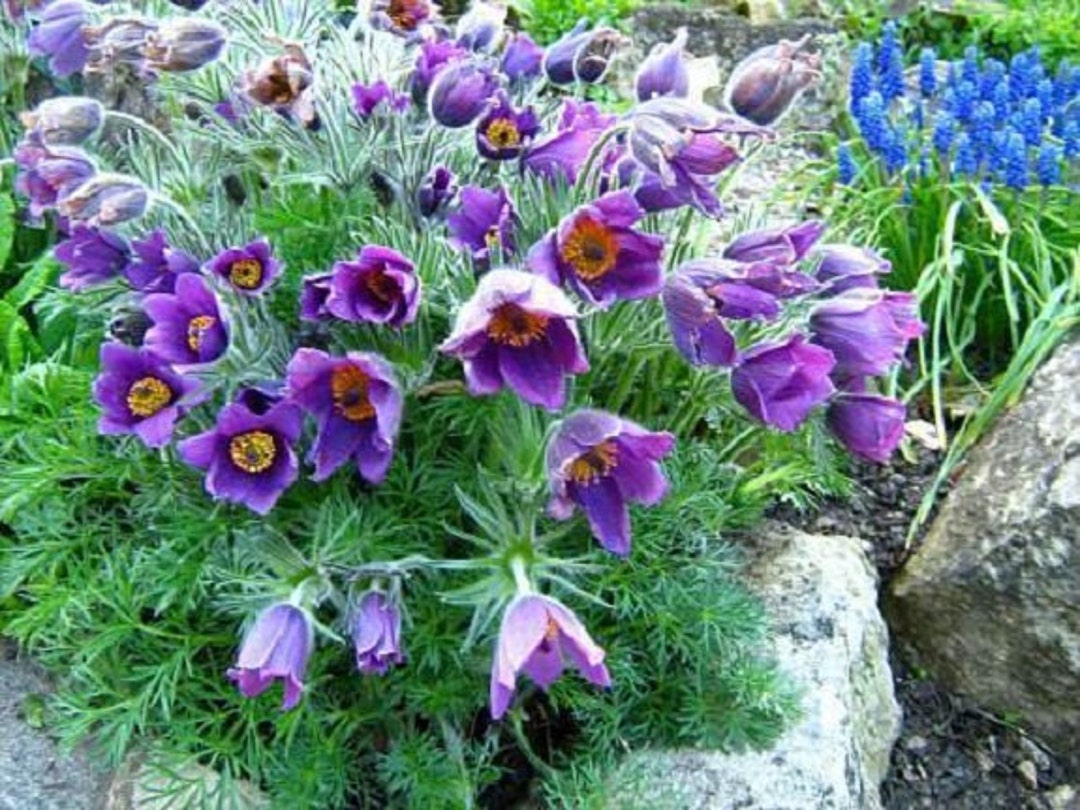 20+ Voilet Blue Pulsatilla (pasque) / Flower Seeds. - Etsy