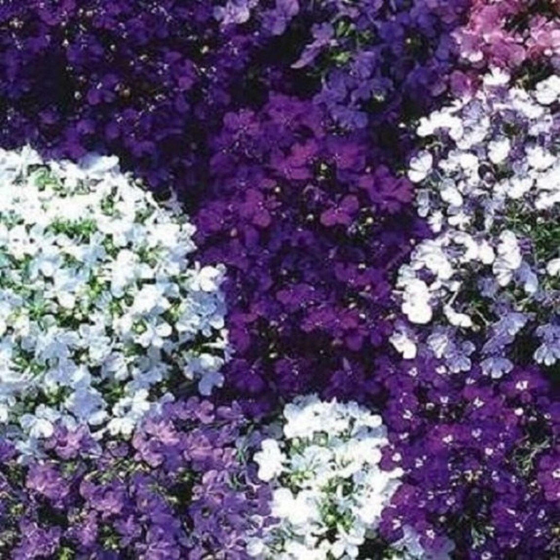 50 Riviera Mix Lobelia / Perennial / Flower Seeds. - Etsy