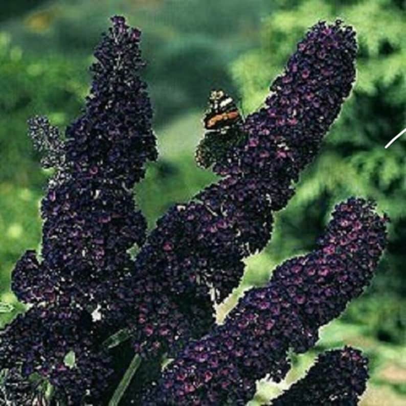 25+ Black Knight Buddleia / Butterfly Bush / Perennial / Flower Seeds ...