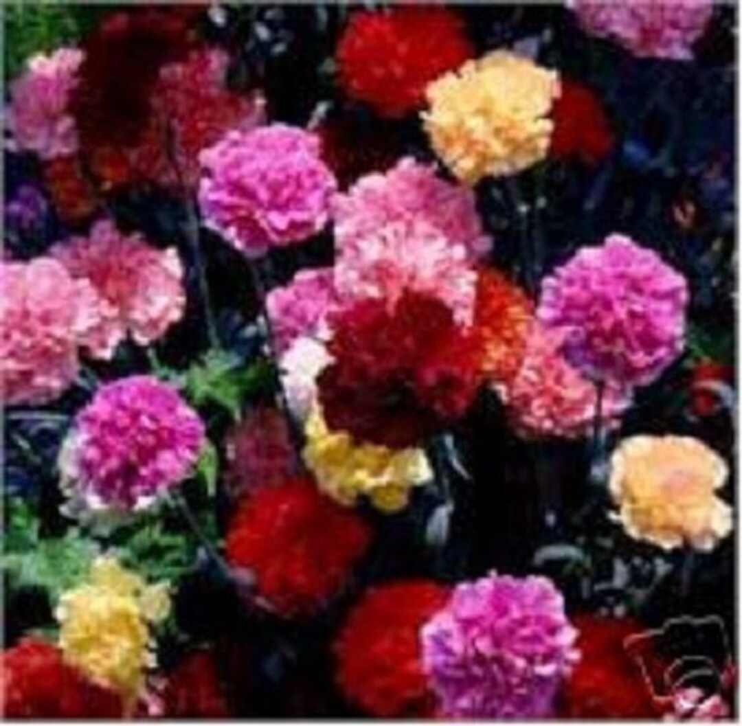50+ Multi-color Mix Carnation / Perennial / Flower Seeds. - Etsy