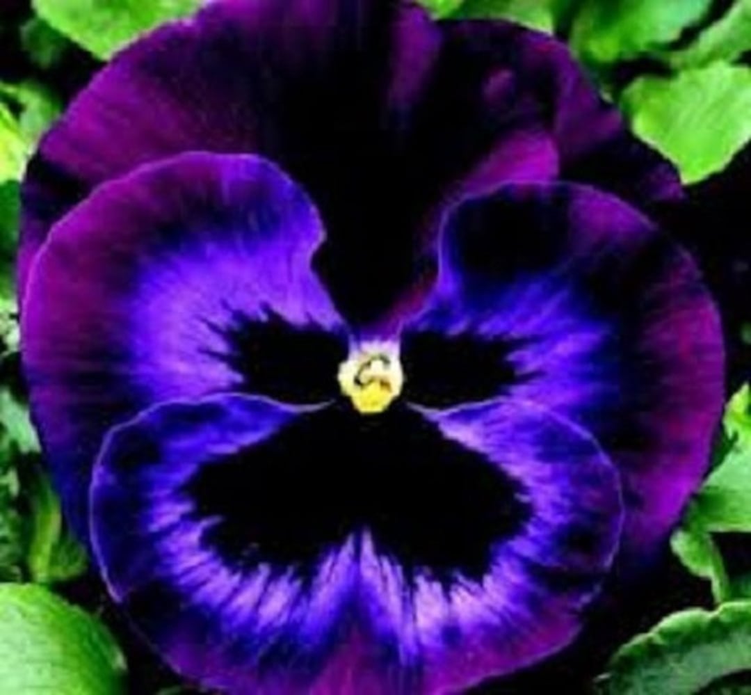 30+ Pansy Karma Violet With Face / Annual / Flower Seeds. - Etsy