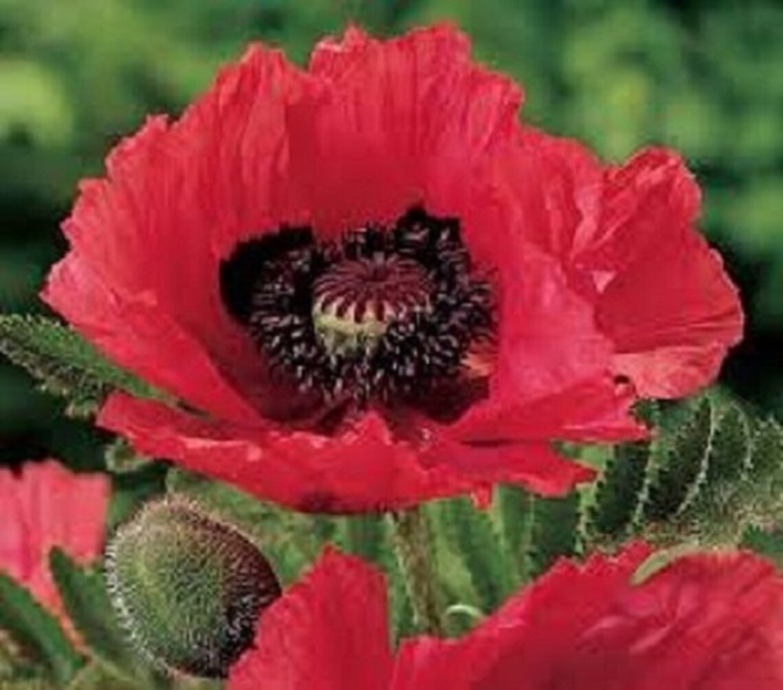 25 Poppy Raspberry Brulee / Papaver / Orientale / Perennial / - Etsy