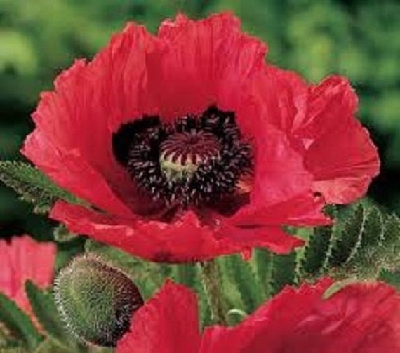 25 Poppy Raspberry Brulee / Papaver / Orientale / Perennial / - Etsy