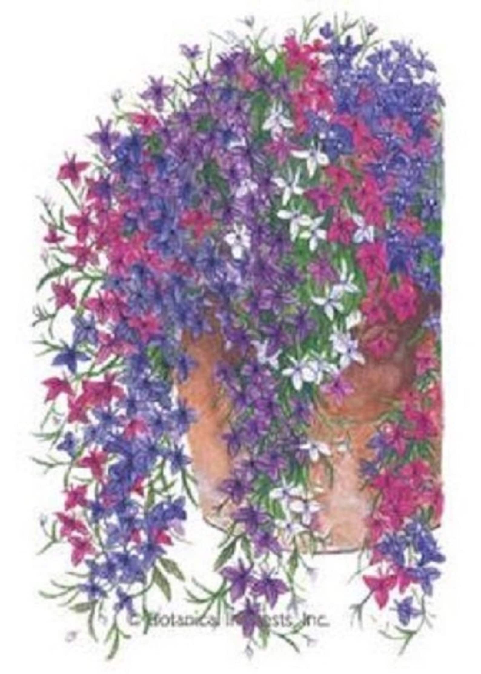 50+ Lobelia Regatta Trailing Mix / Perennial / Flower Seeds. - Etsy