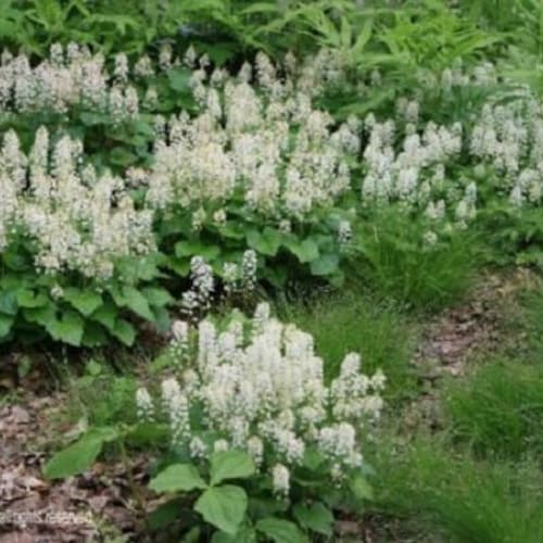 20 White Tiarella foamflower / Perennial / Flower - Etsy