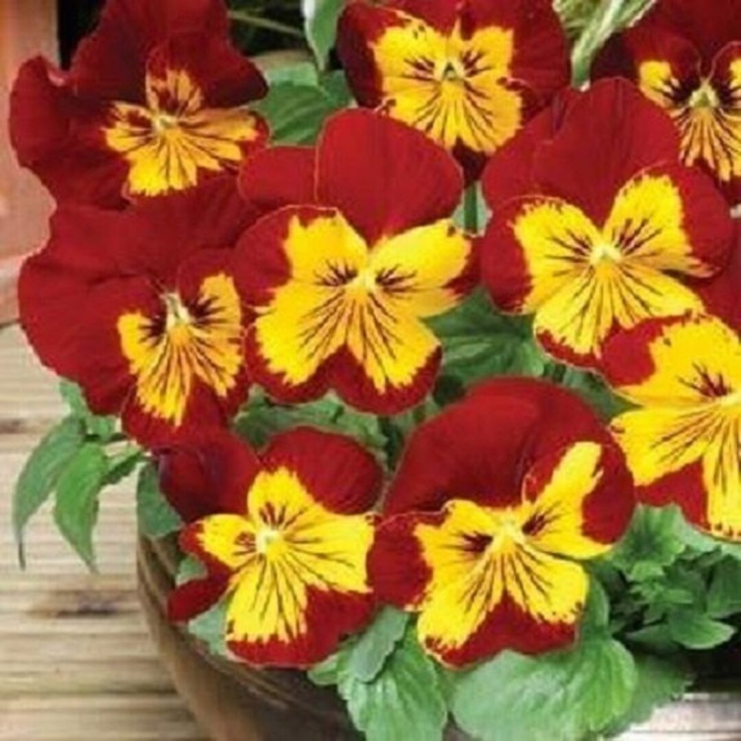 35+ Pansy Sunburst Panola / Flower Seeds. - Etsy
