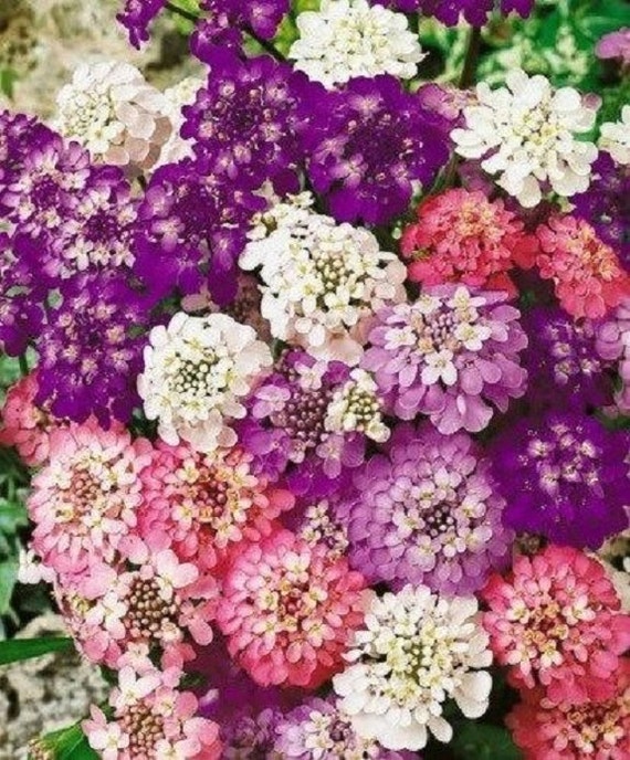 Iberis Umbellata Zone