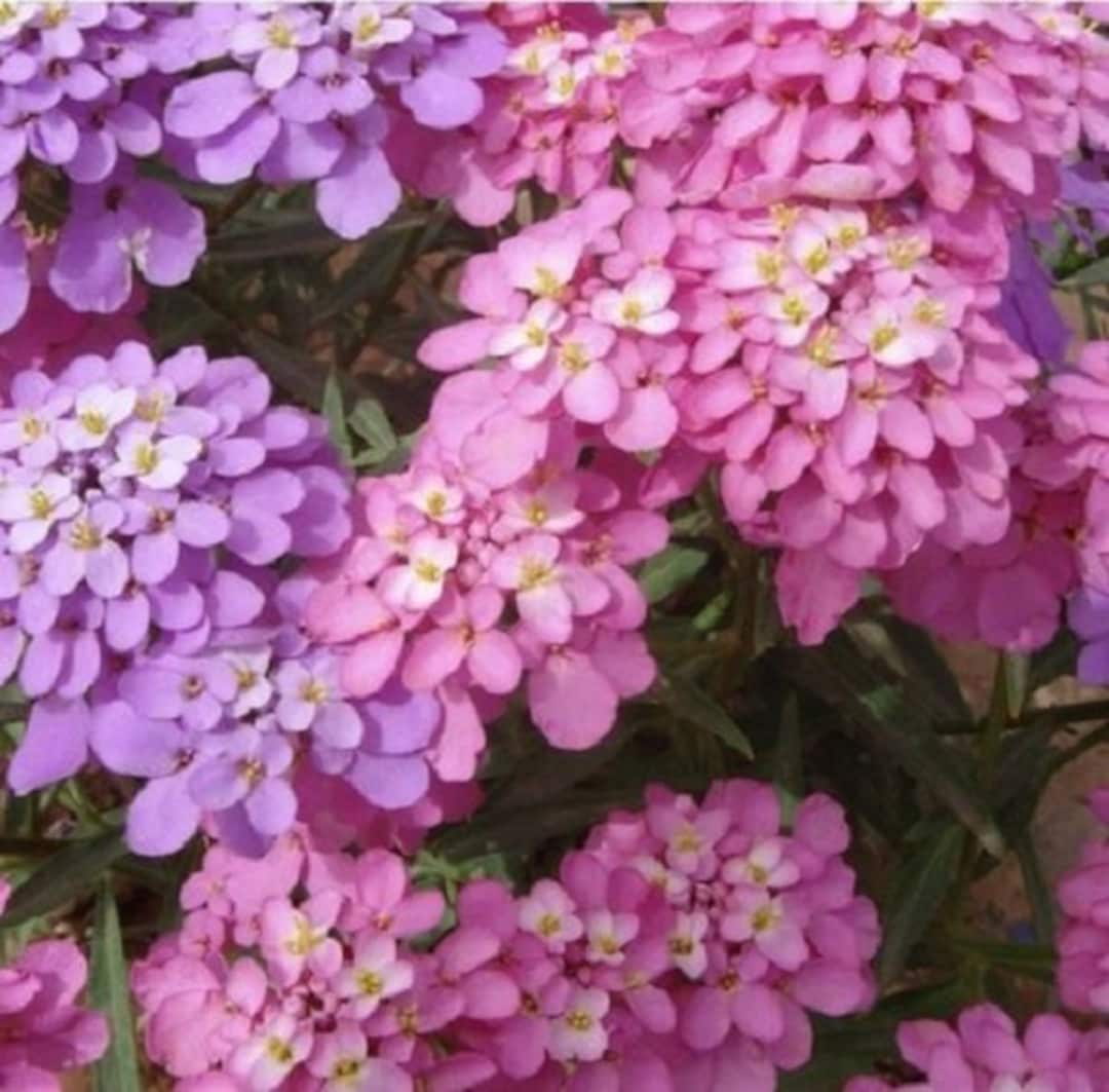 50+ Lilac and Pink Mix Iberis / Candytuft / Deer Resistant / Perennial ...