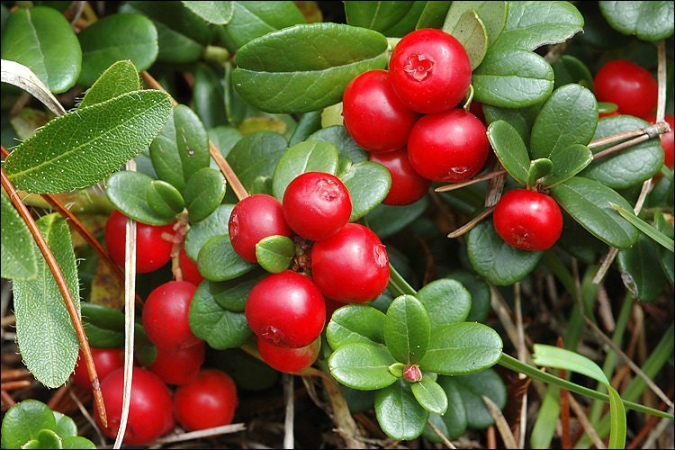 50 Vaccinum Mountain Cranberry / Vitas-idaea / Perennial / - Etsy