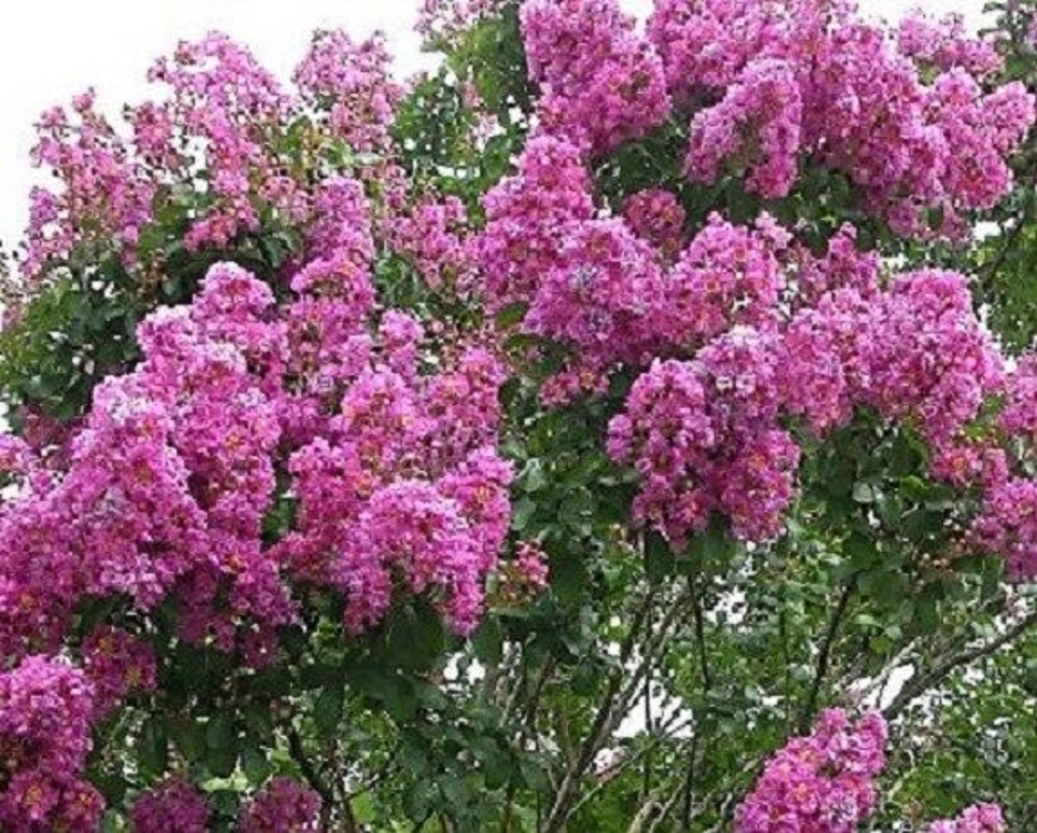 35+ Dark Pink Crape Myrtle Tree / Drought Tolerant / Shrub / Perennial ...